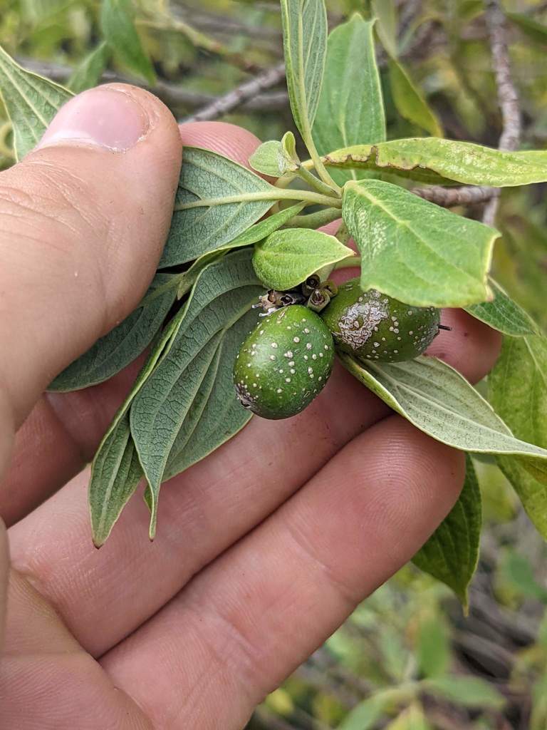 Cornus disciflora in January 2022 by Chloe and Trevor Van Loon ...