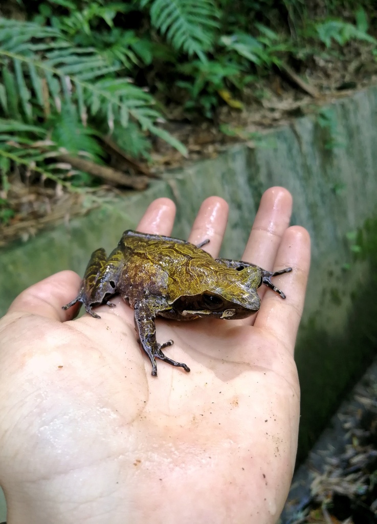 Mangshan Horned Toad in June 2018 by 通通 · iNaturalist