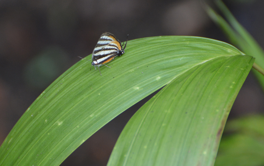 Arawacus togarna from Tortuguero, Limón, Costa Rica on July 22, 2015 at ...