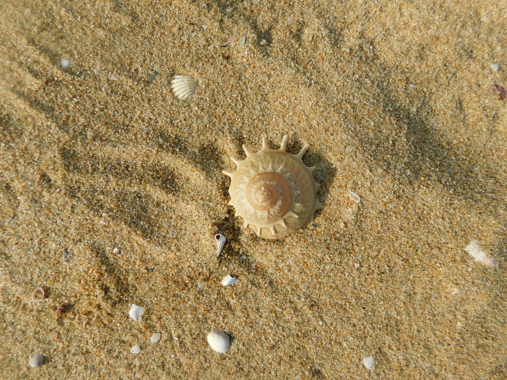 Sunburst Carrier Shell from Tamil Nadu, India on August 12, 2021 at 08: ...