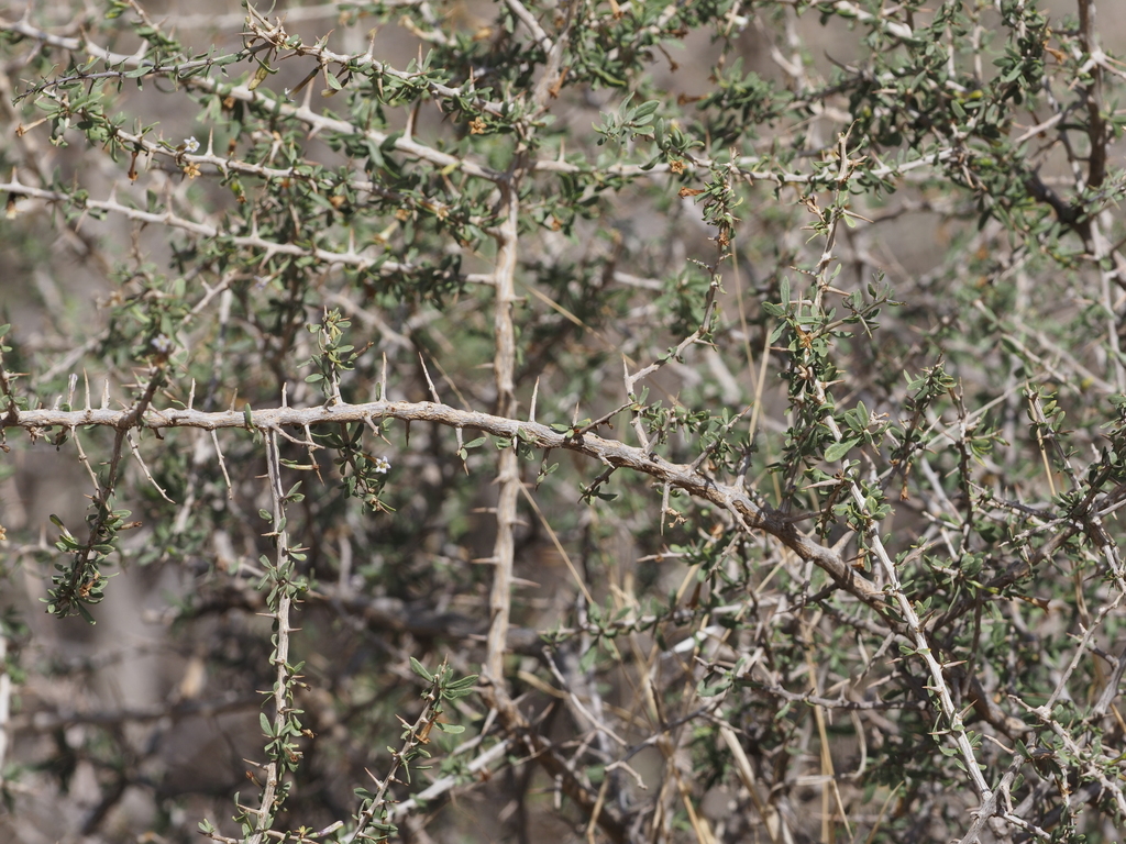 Arabian boxthorn from 6C45+CQR, Al Azizah Saudi Arabia on March 9, 2022 ...