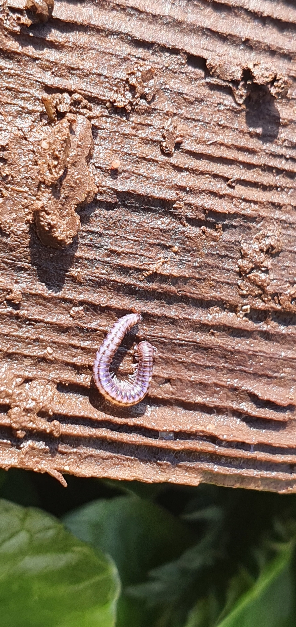 Brachyiulus pusillus (Leach, 1814)