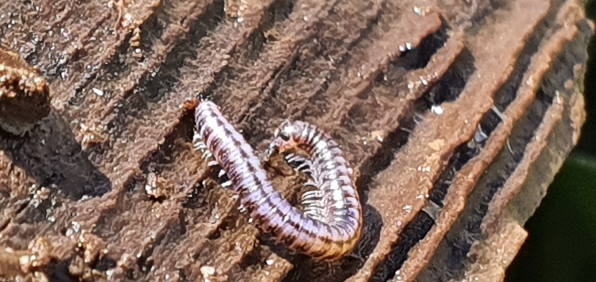 Brachyiulus pusillus (Leach, 1814)