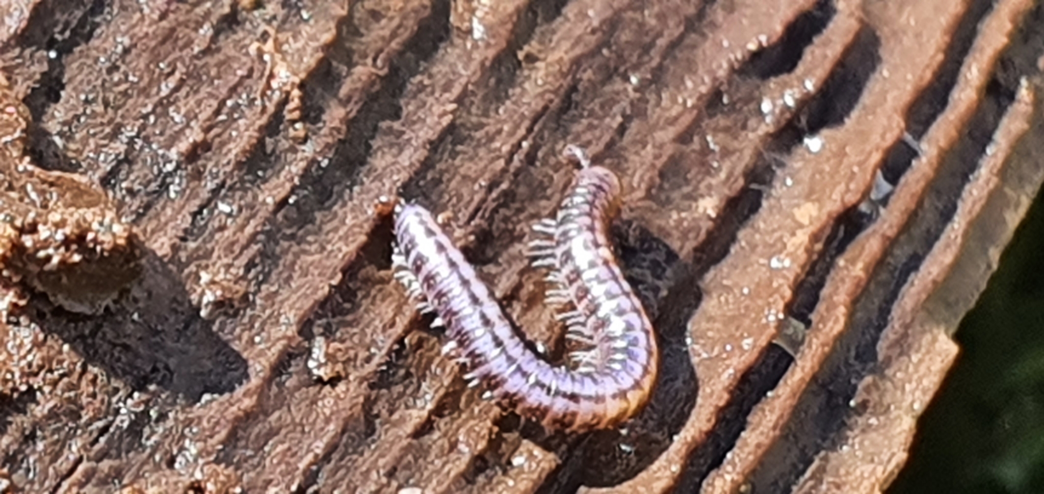 Brachyiulus pusillus (Leach, 1814)