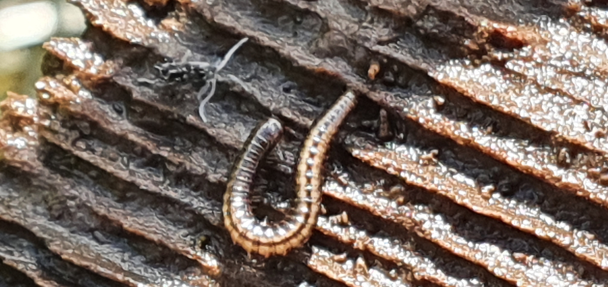 Brachyiulus pusillus (Leach, 1814)