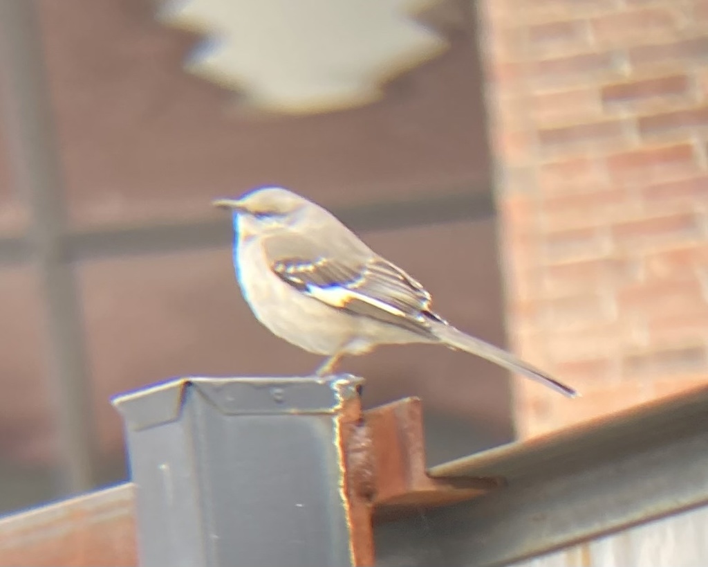 Northern Mockingbird from Stanley K Tanger Blvd, Branson, MO, US on ...