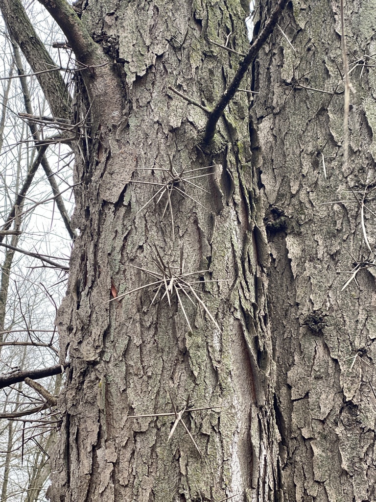honey locust from Weber, Iowa City, IA, US on March 31, 2022 at 09:33 ...