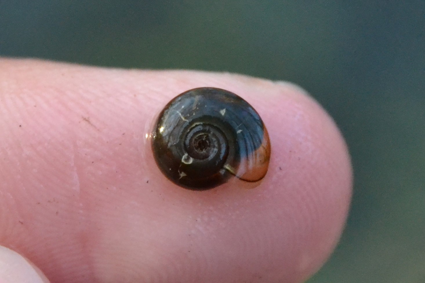 Segmentina nitida (O.F.Müller, 1774)