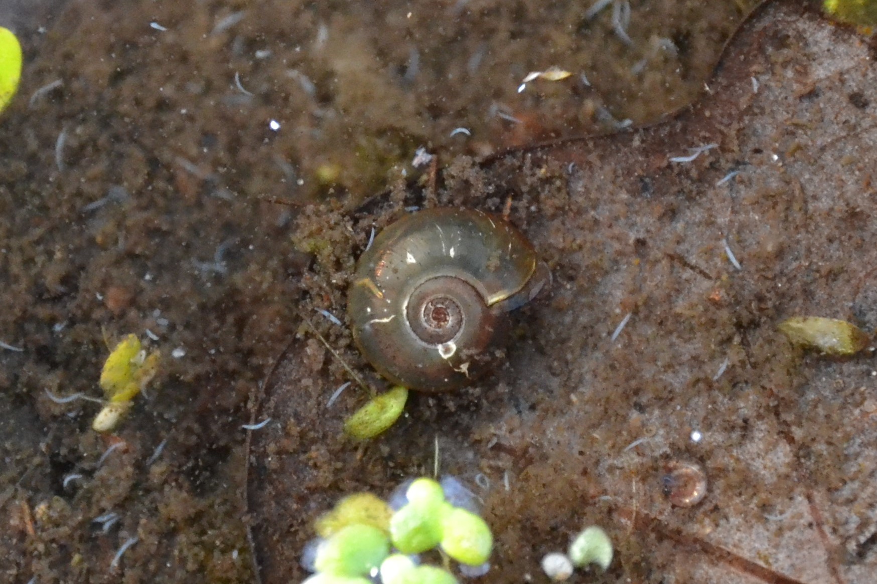Segmentina nitida (O.F.Müller, 1774)