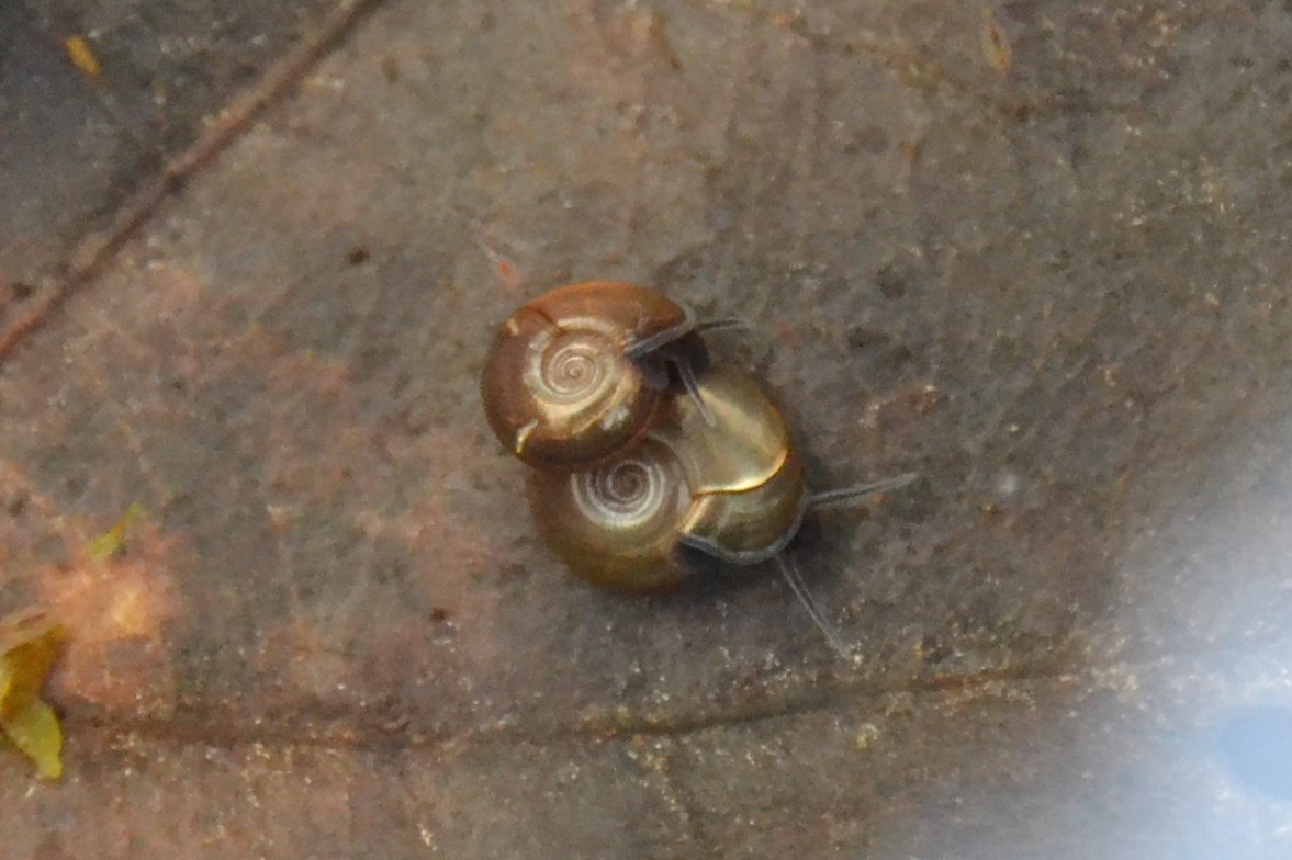 Segmentina nitida (O.F.Müller, 1774)