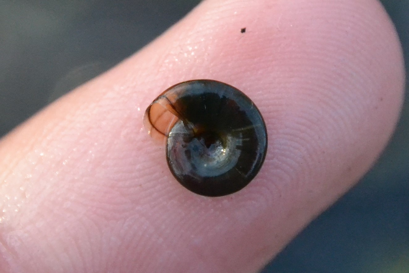 Segmentina nitida (O.F.Müller, 1774)