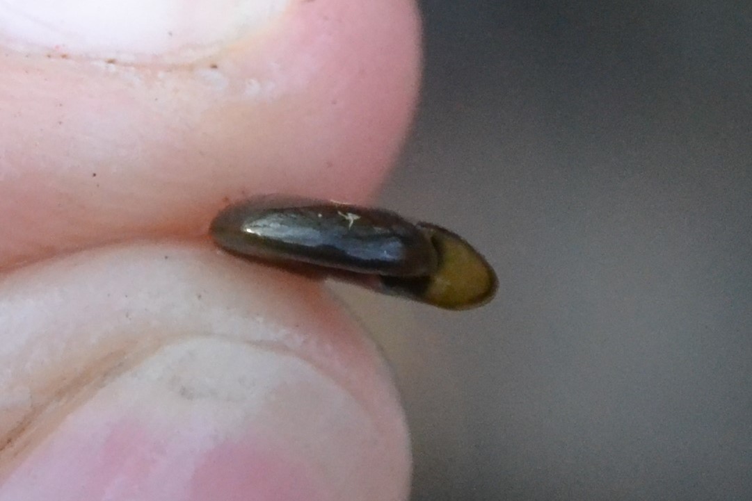 Segmentina nitida (O.F.Müller, 1774)