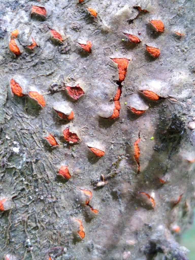 orange hobnail canker from San Bruno Mountain on March 29, 2022 at 02: ...