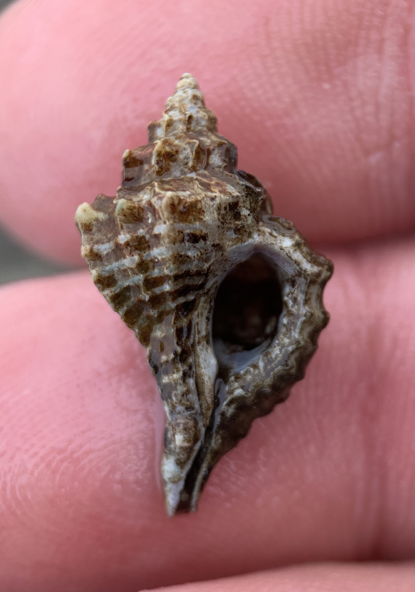 Eupleura caudata (Say, 1822)