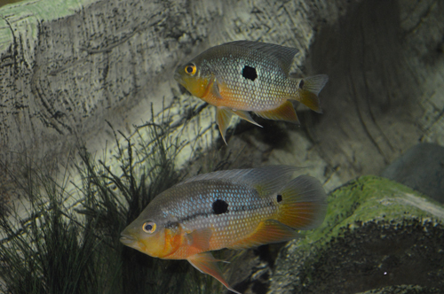 Rosy Basketmouth (Caquetaia spectabilis) - Marine Life Identification