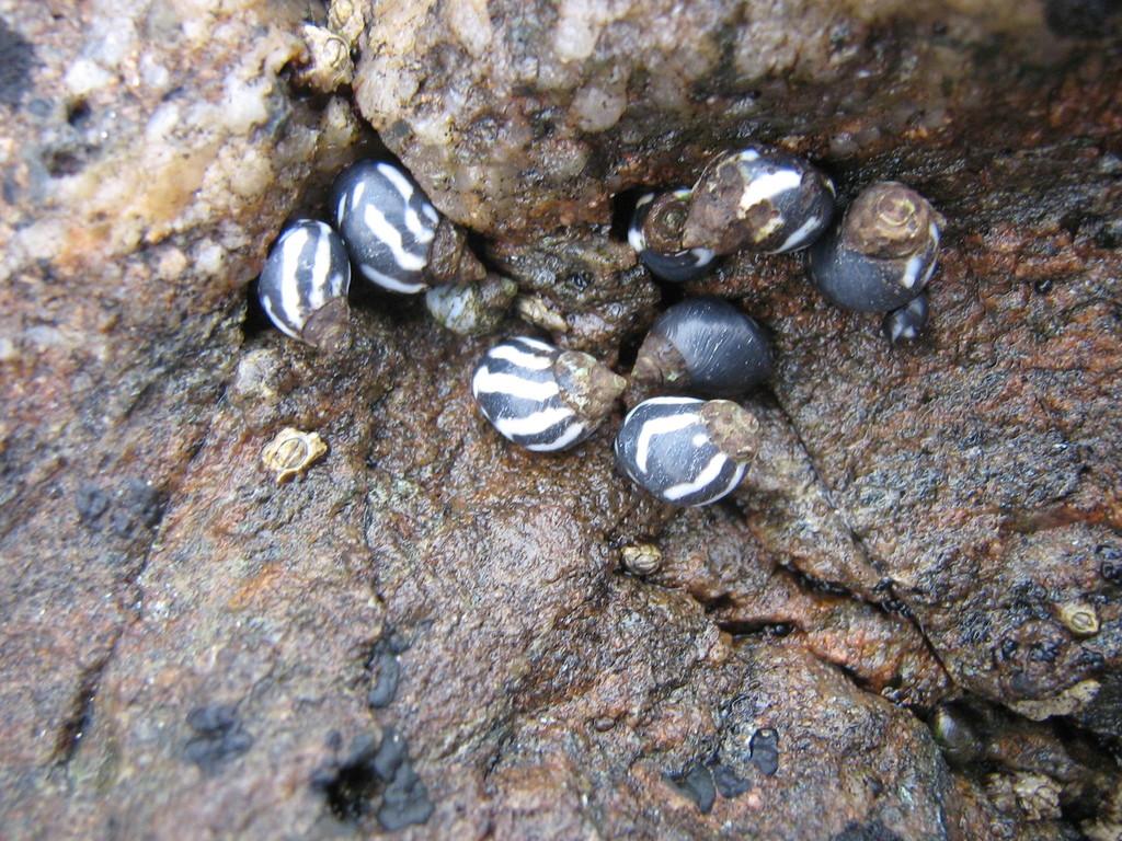 Peruvian periwinkle from Camaná, PE-AR, PE on December 31, 2007 at 07: ...