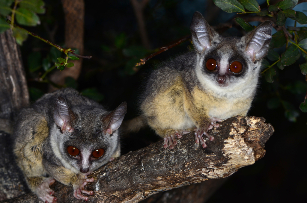 Southern Lesser Galago (Galago moholi) - Know Your Mammals