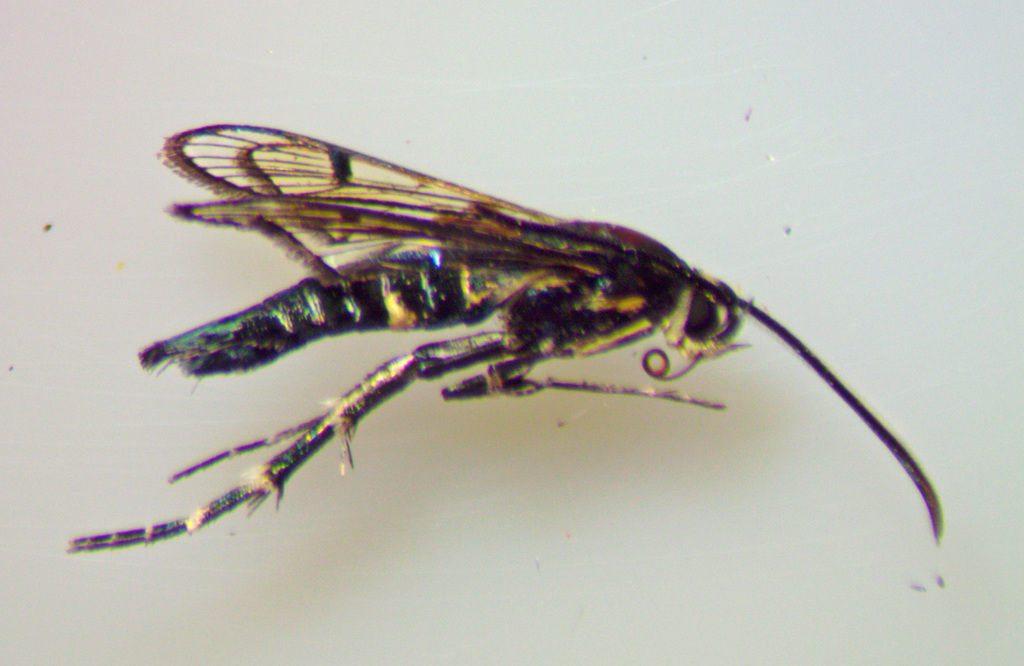 Peachtree Borer Moth from 608 Martin Ave, Boaz, AL 35957, USA on March ...