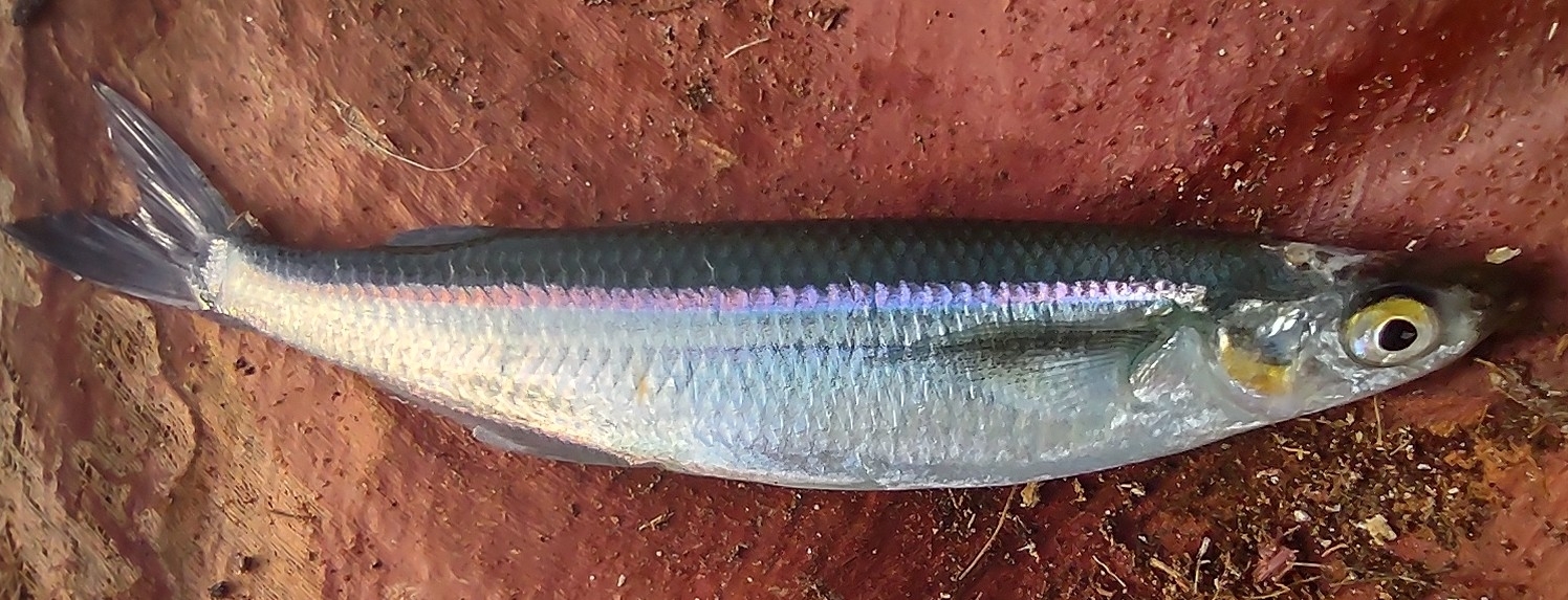 Atherinops affinis (Ayres, 1860)