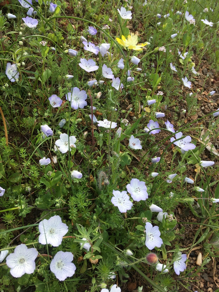 white baby blue eyes from Six Rivers National Forest, Burnt Ranch, CA ...