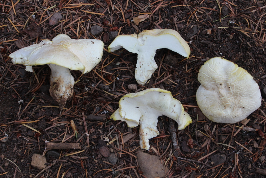 Albatrellus subrubescens from Douglas County, OR, USA on September 14 ...