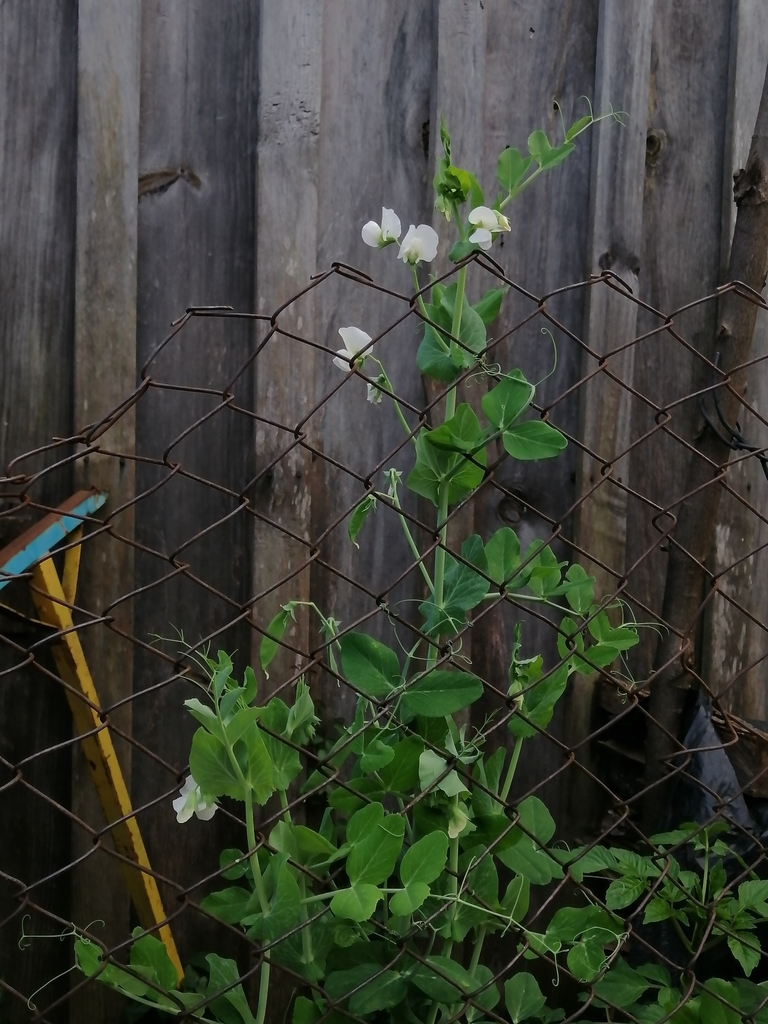 Common Pea from San Juan, 29670 Tapalapa, Chis., México on January 23 ...