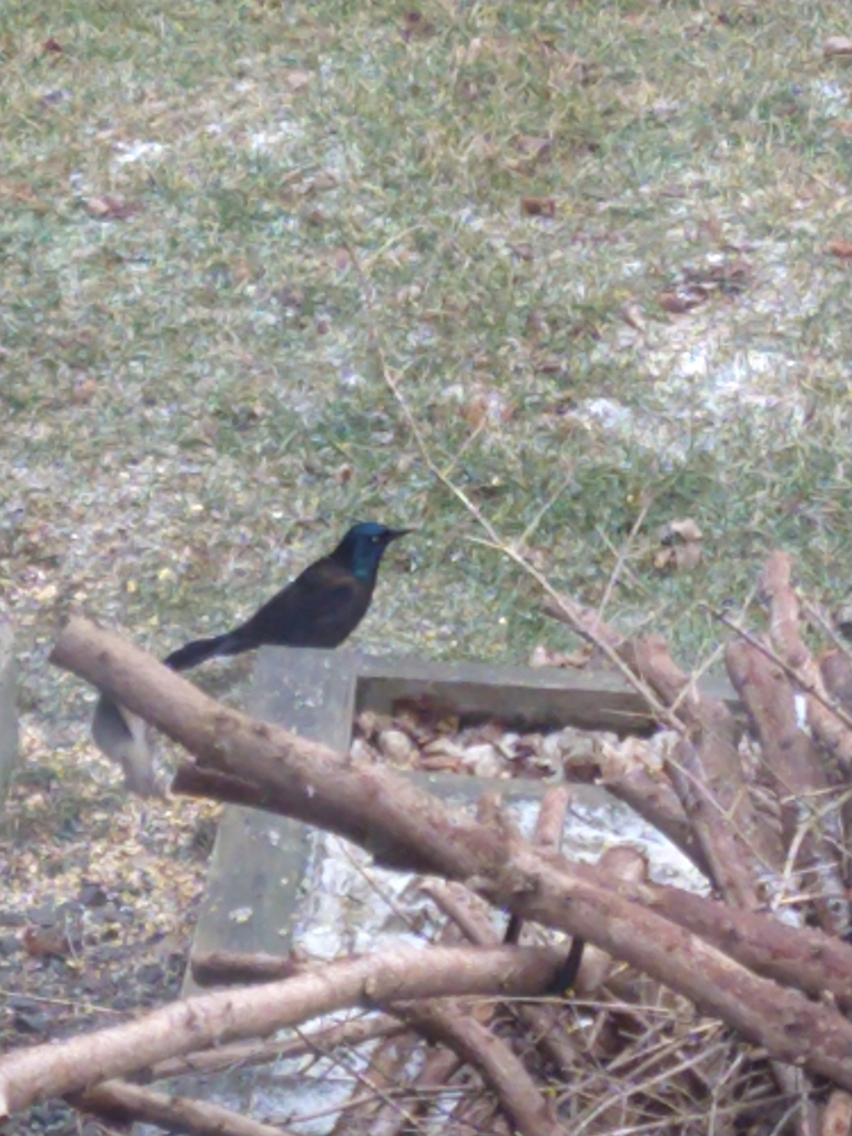 Common Grackle from Owatonna, MN, USA on March 31, 2022 at 12:13 PM by ...