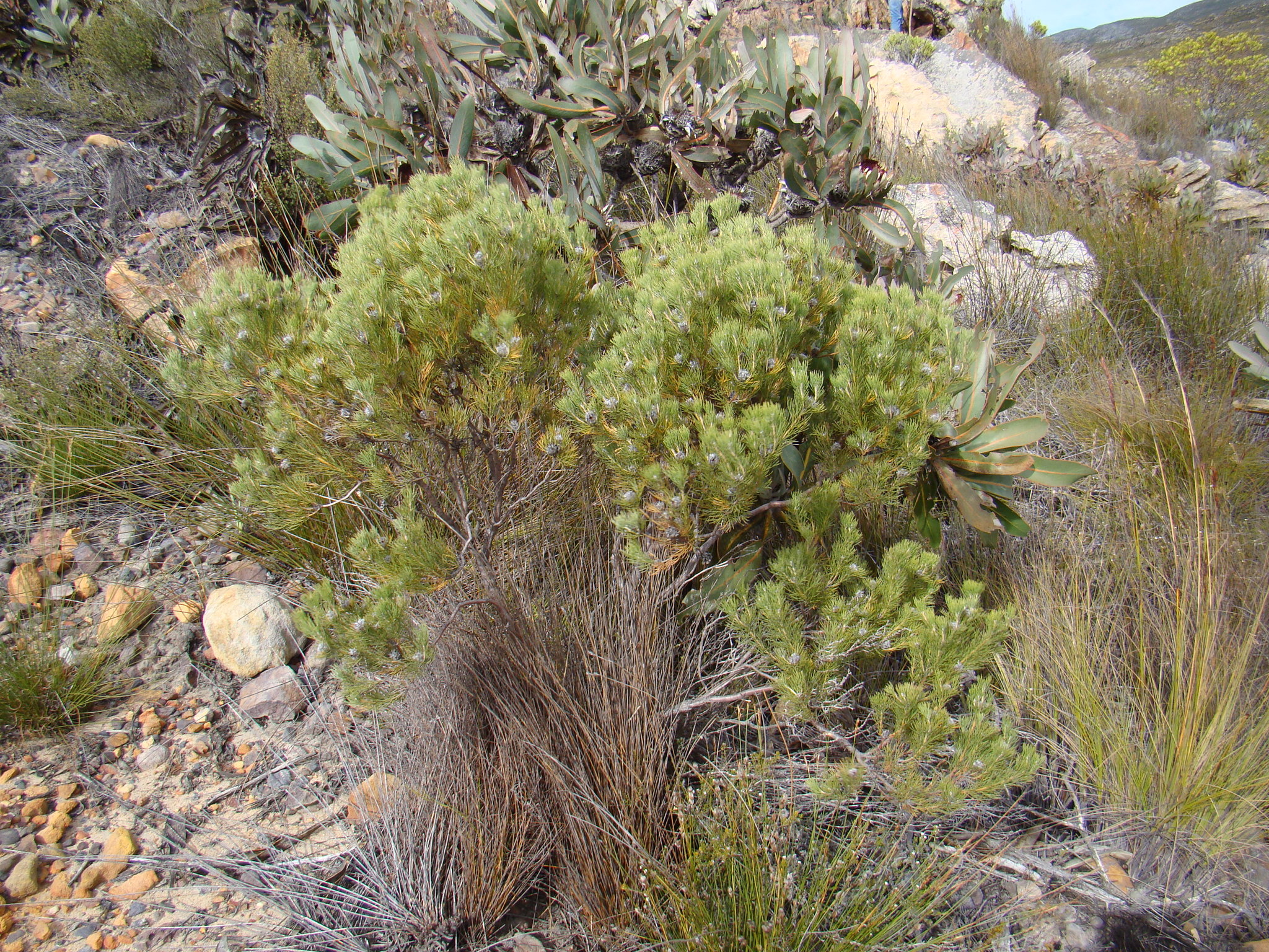 Paranomus capitatus (R.Br.) Kuntze