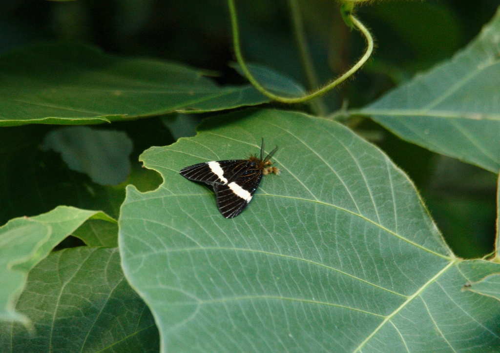 Numenes from Yichang, CN-HU, CN on August 18, 2018 at 06:34 AM by 通通 ...