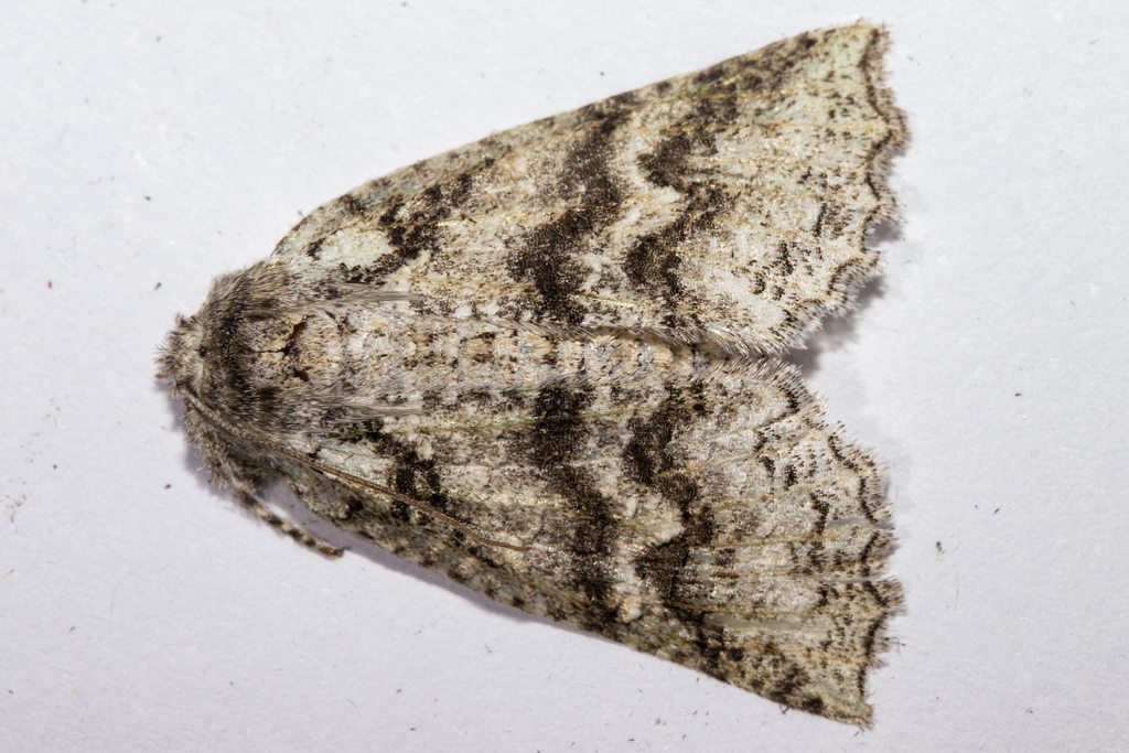 Forest Semilooper from Southland District, Southland, New Zealand on ...