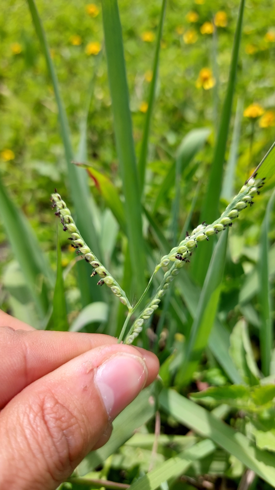 Paspalum pubiflorum Rupr. ex E.Fourn.