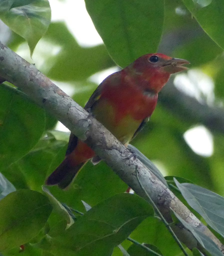 Summer Tanager from Panama City, Panama on March 31, 2022 at 11:27 AM ...