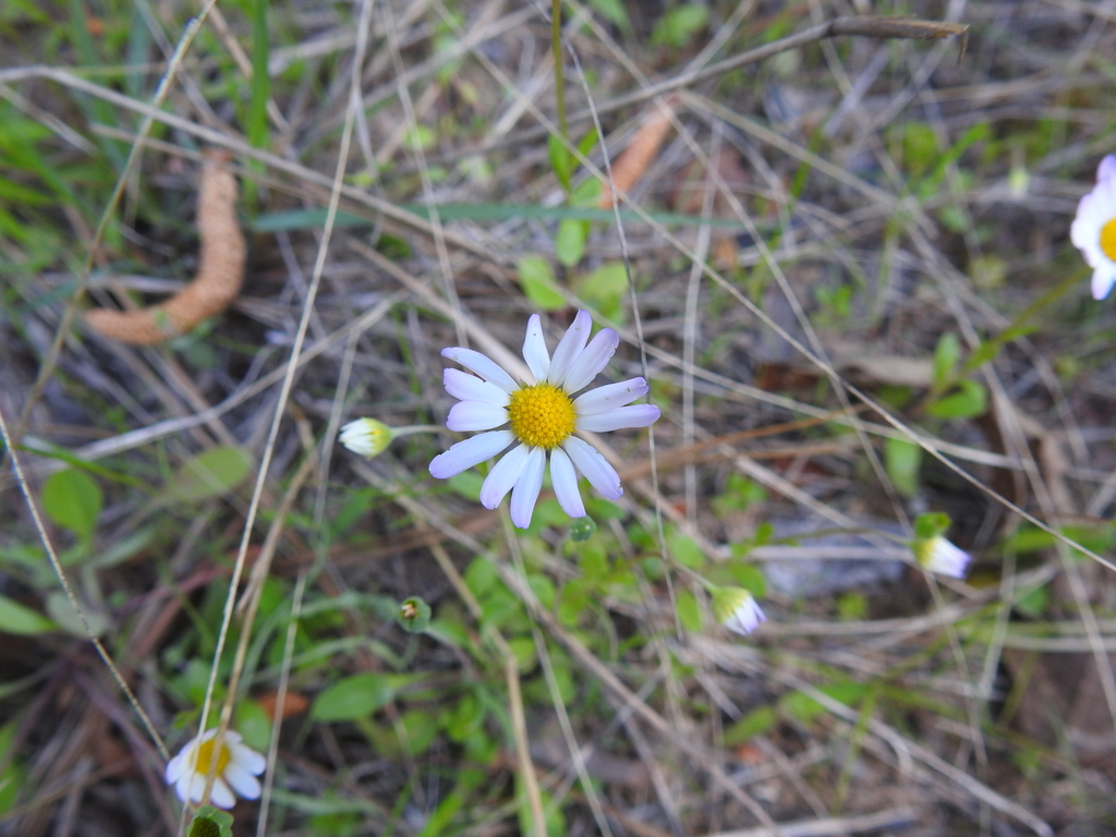 Comanche western daisy from Bastrop County, TX, USA on March 31, 2022 ...