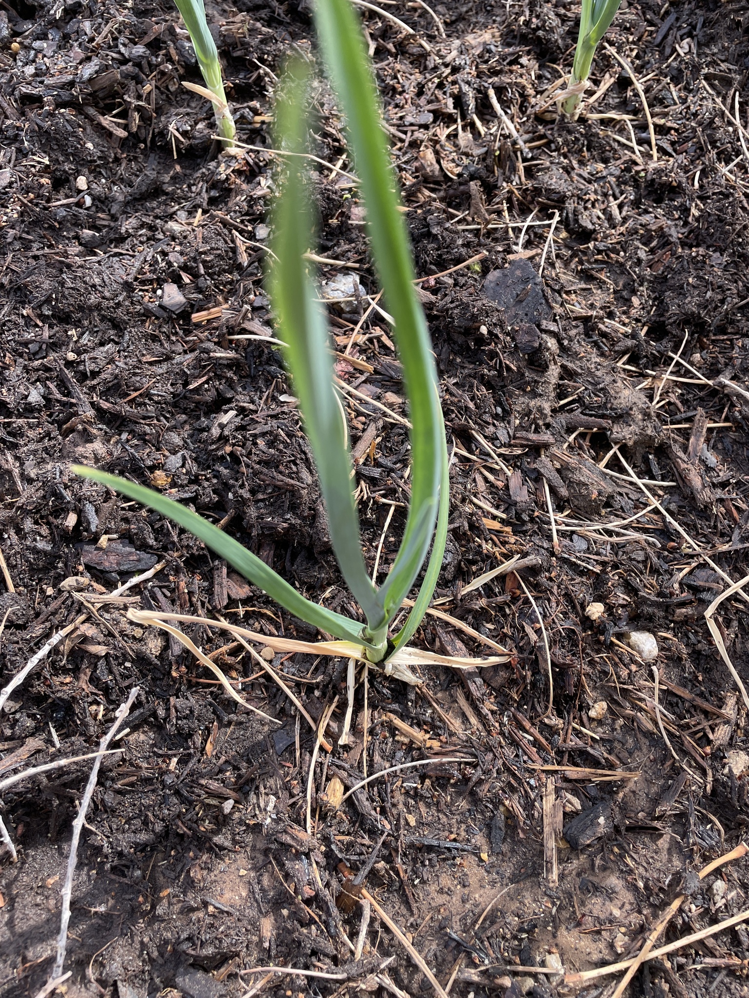 Allium cepa L.