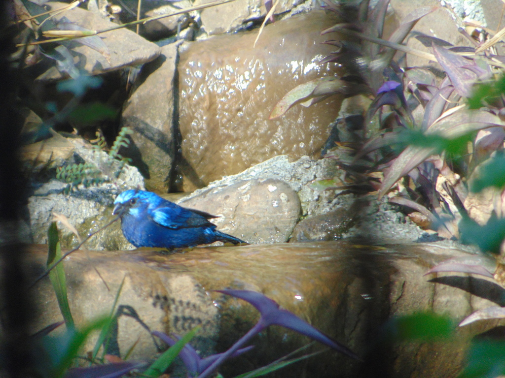Blue Bunting from El Ranchito, 67300 Santiago, N.L., México on March 29 ...