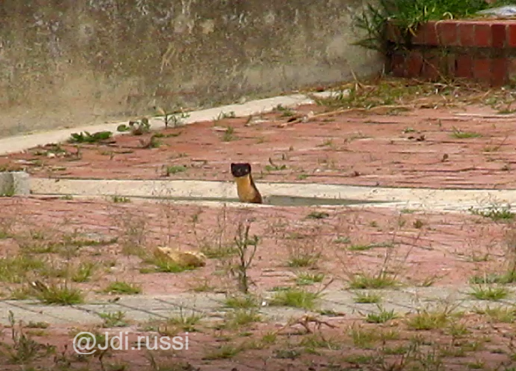 Long-tailed Weasel from Suba, Bogotá, Colombia on March 30, 2022 at 09: ...