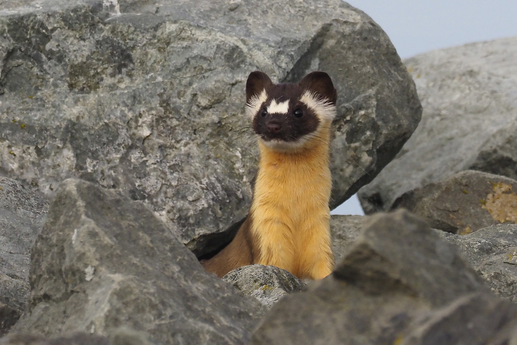 Big Stoat (Mammals of Appalachia) · iNaturalist