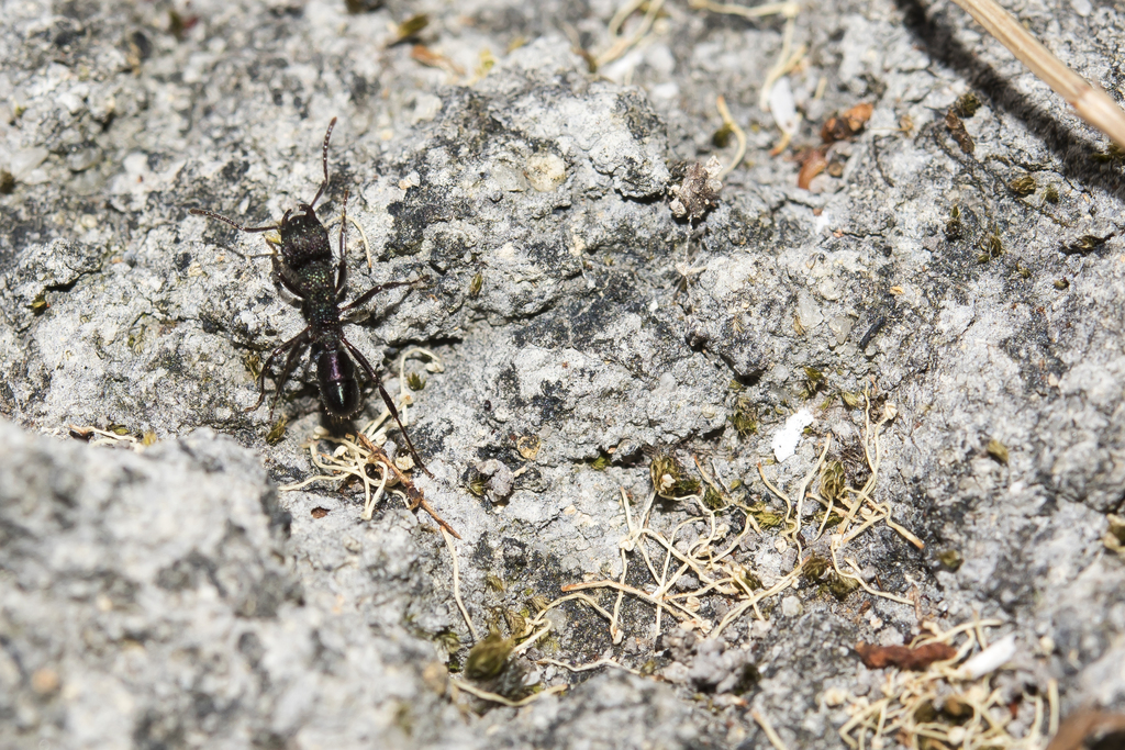 Green-head Ant from Westralia Conservation Reserve, Collie on January ...