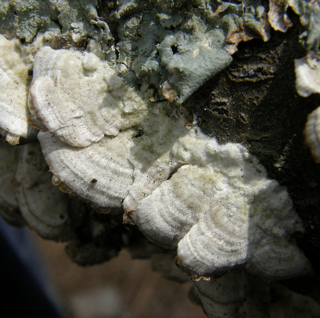 violet-toothed polypore from Winder, GA 30680, USA on March 29, 2022 by ...