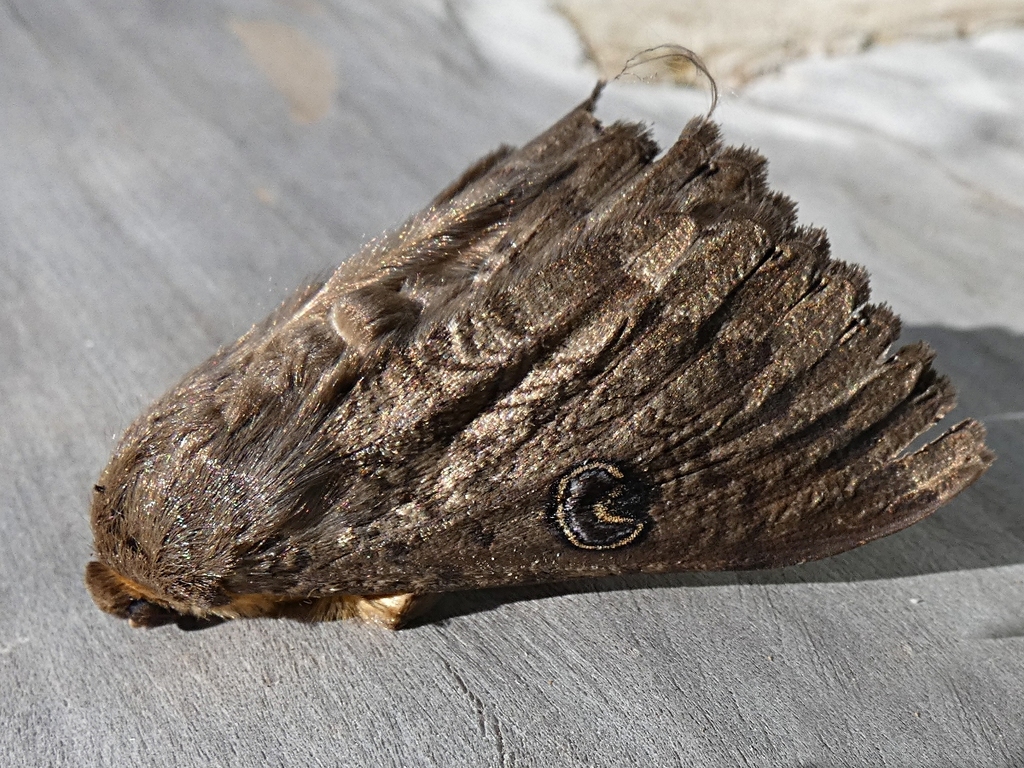 Southern Moon Moth from Mangarākau 7073, New Zealand on March 30, 2022 ...