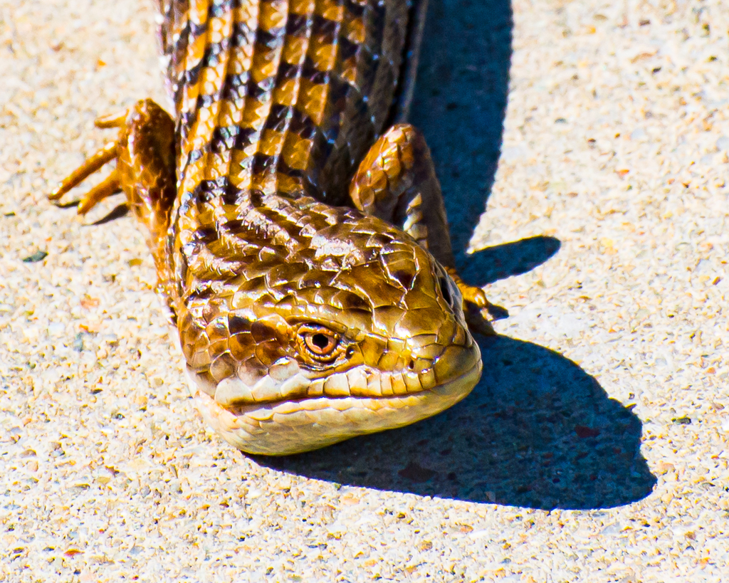 Western Alligator Lizards from Seal Point Park, Shoreview, San Mateo ...