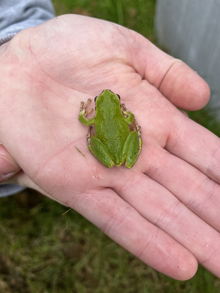 Northern Pacific Tree Frog from Seal Rock, OR, US on March 31, 2022 at ...