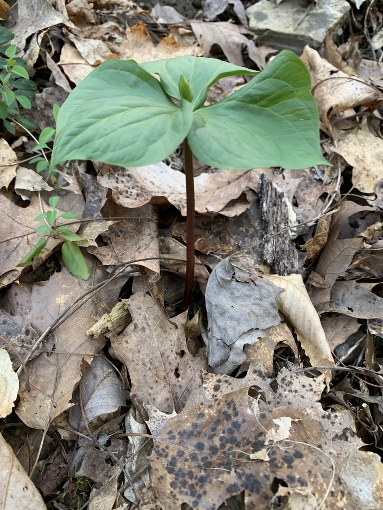 trilliums from Knoxville, TN, US on March 31, 2022 at 06:16 PM by Emma ...