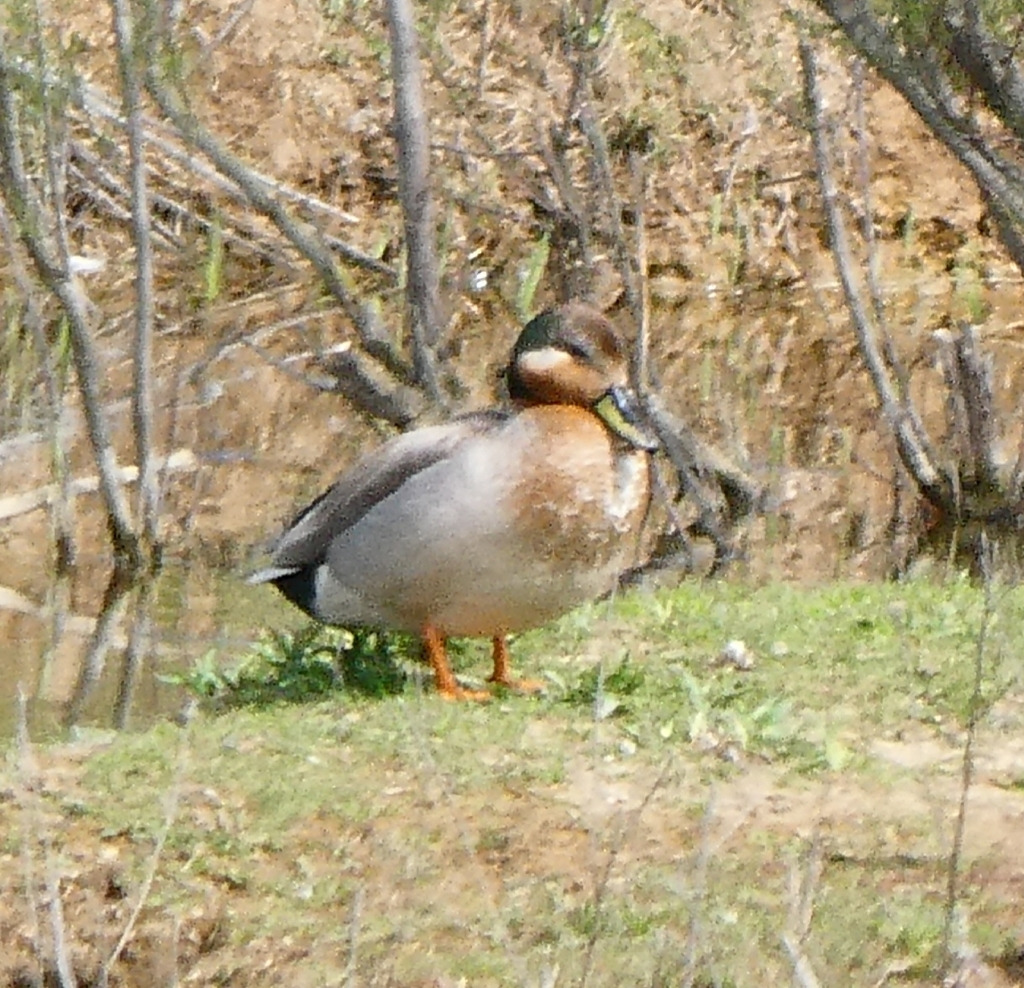 Brewer's Duck from Mas del Matar, 17486 Castelló d'Empúries, Girona ...