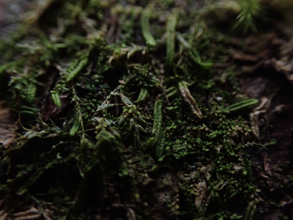 Radula bolanderi from Comox Valley, BC, Canada on March 31, 2022 at 12: ...