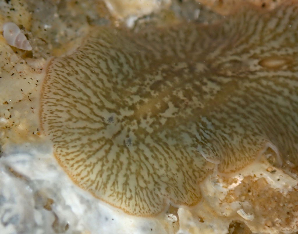 Hylocelis californica (Polyclad flatworms of California) · iNaturalist