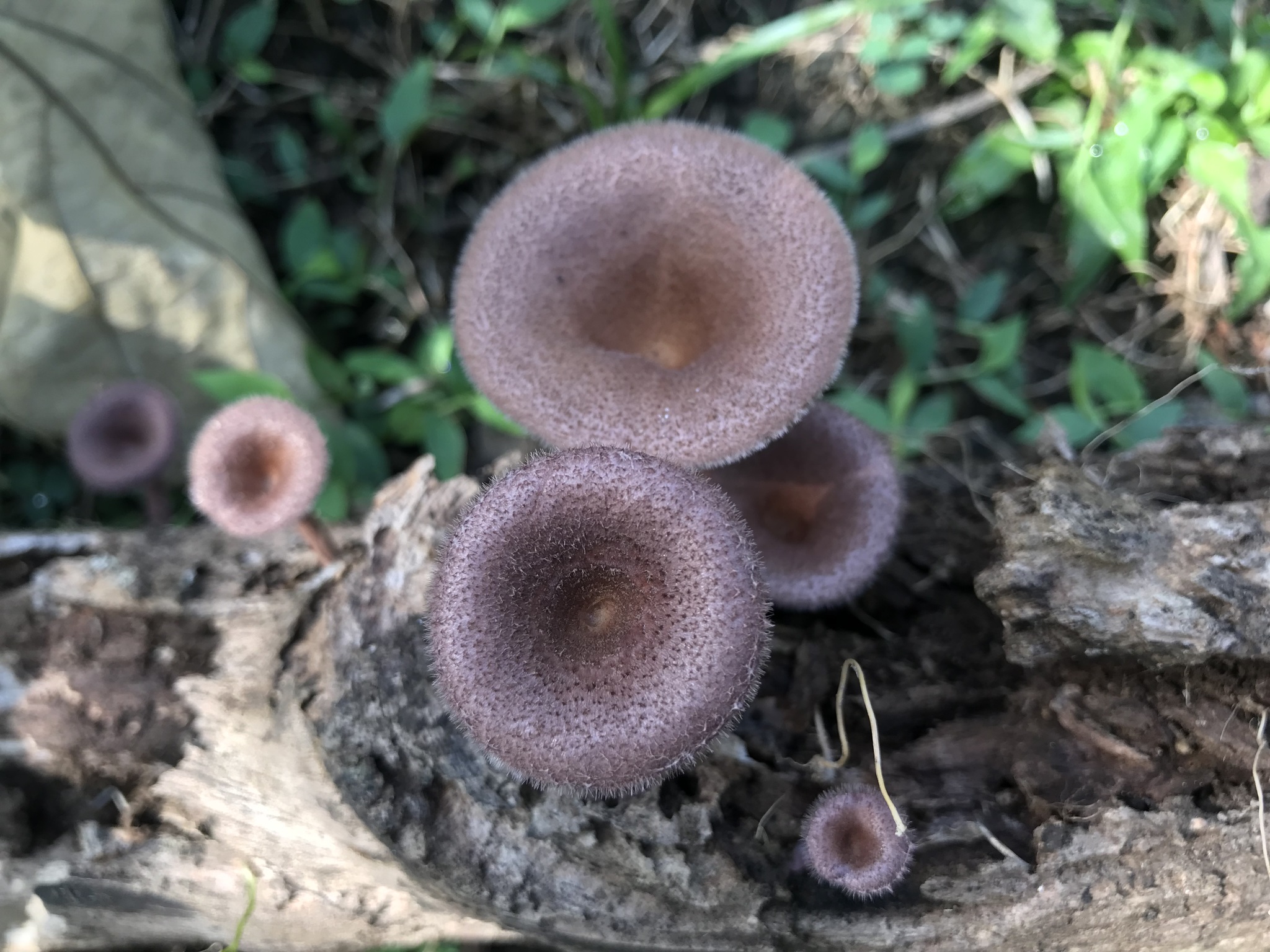 Panus strigellus (Berk.) Overh.