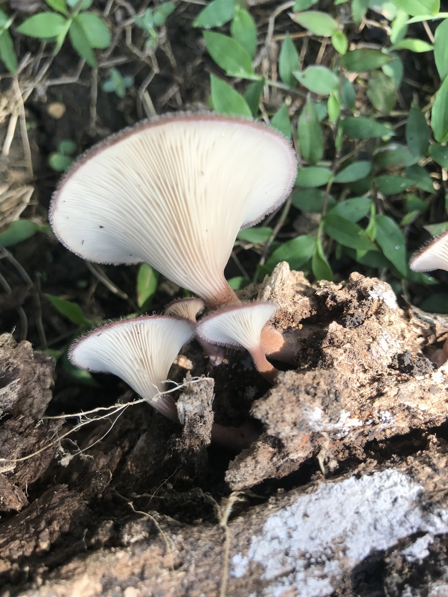 Panus strigellus (Berk.) Overh.