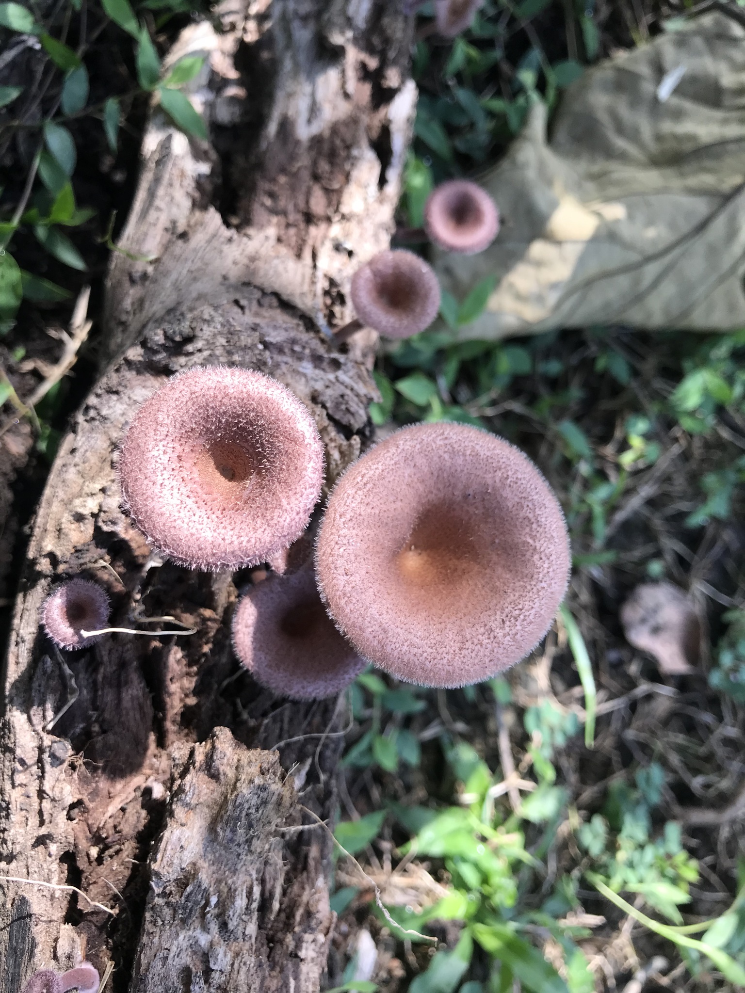 Panus strigellus (Berk.) Overh.