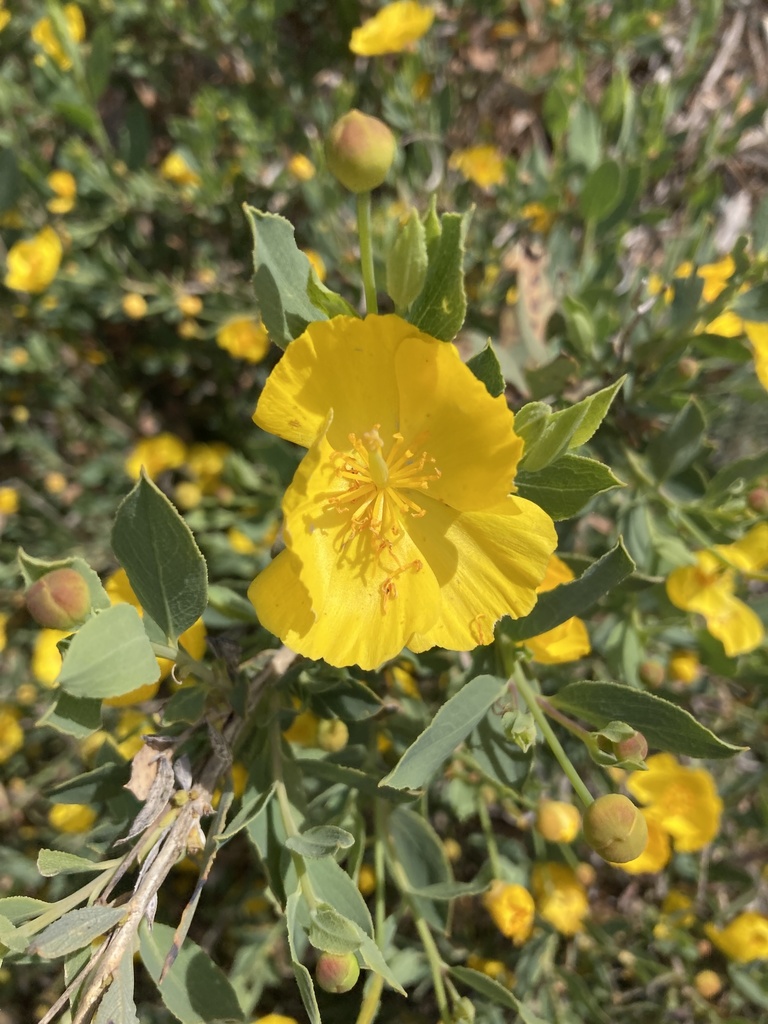 Bush Poppy from Rattlesnake Bar Rd, Pilot Hill, CA, US on March 31 ...